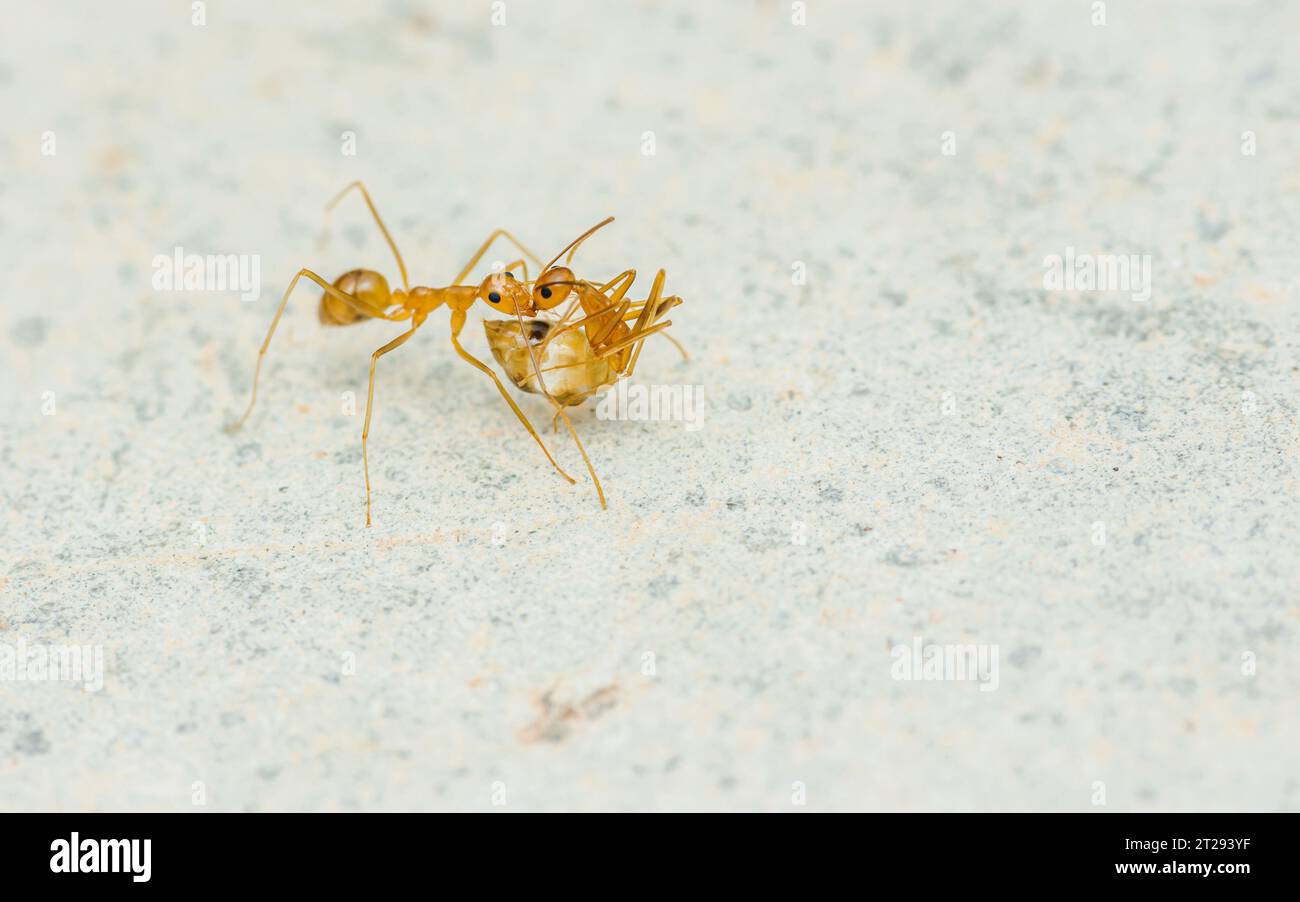 Red ant are moving red ant on the cement wall, Weaver ants macro photo ...
