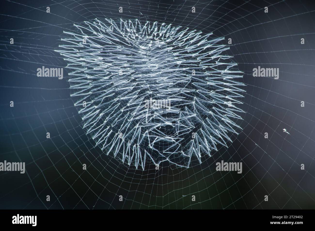 White spider web in nature with isolated background Stock Photo - Alamy