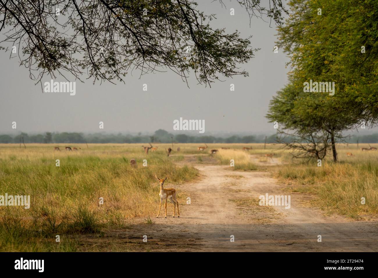 wild young blackbuck or antilope cervicapra or indian antelope ...
