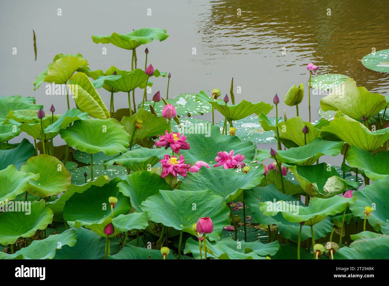 Summer flowers and lotus ponds hi-res stock photography and images - Alamy