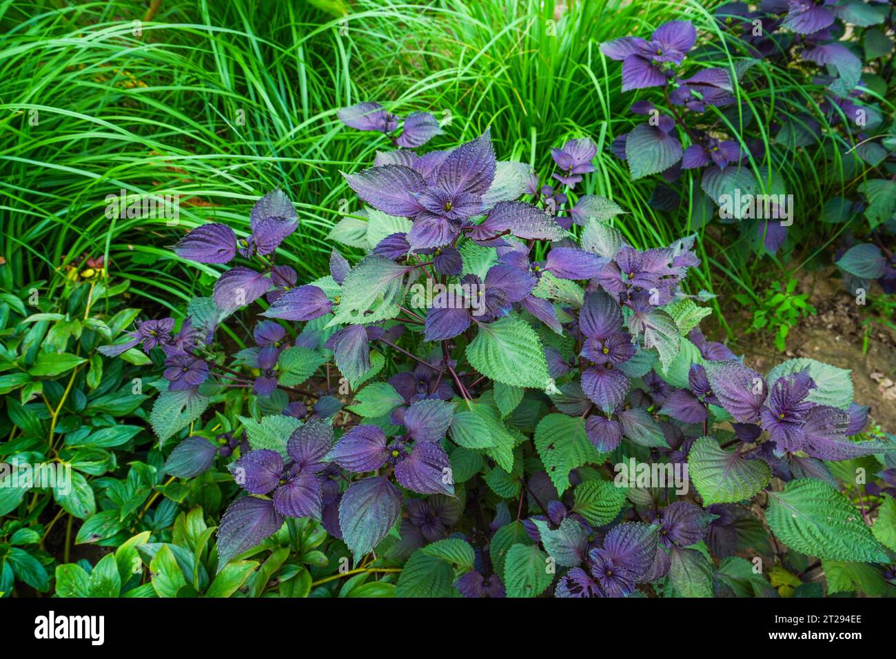 Perilla plant hi-res stock photography and images - Alamy