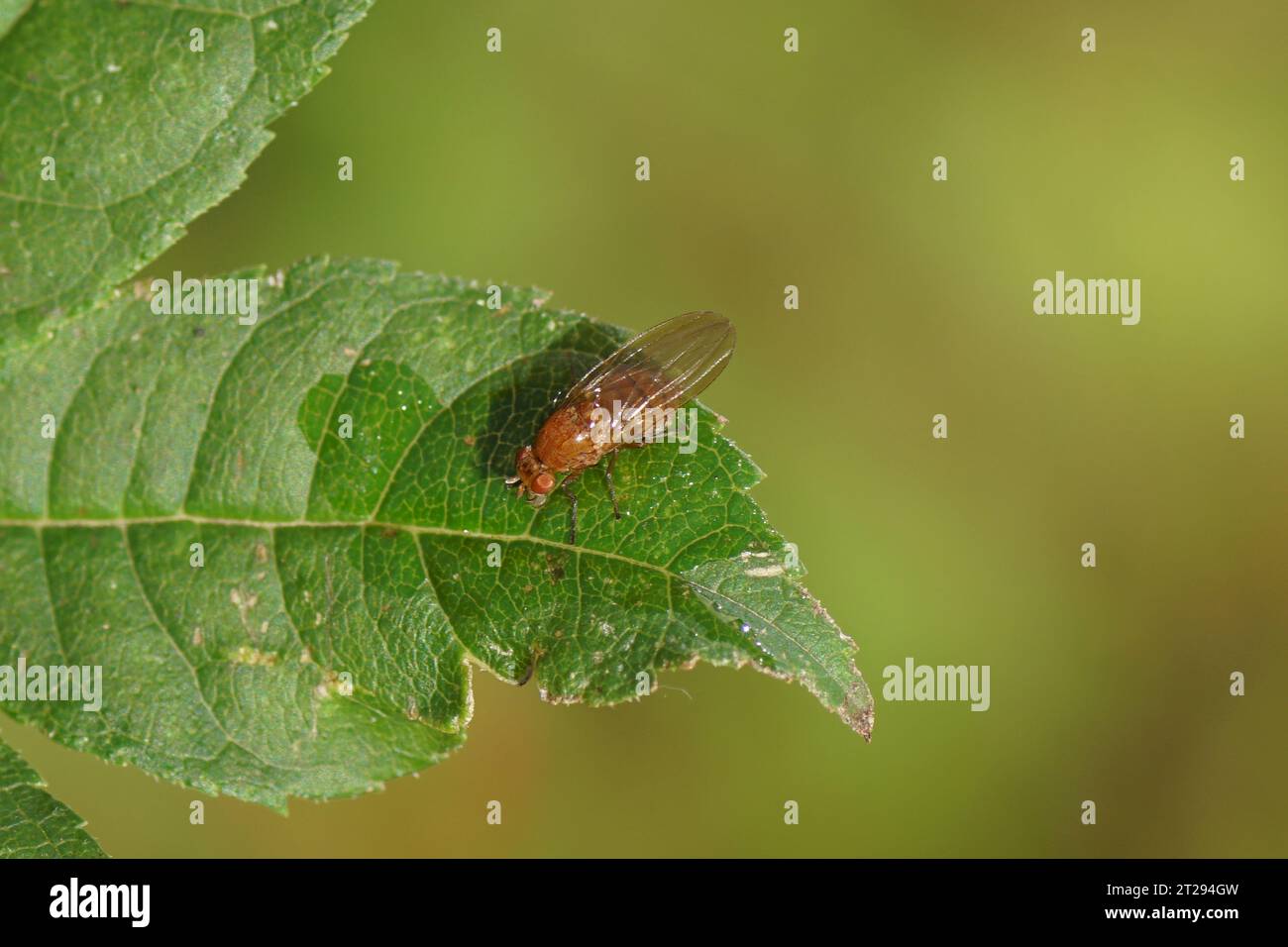 Lauxaniidae hi-res stock photography and images - Alamy