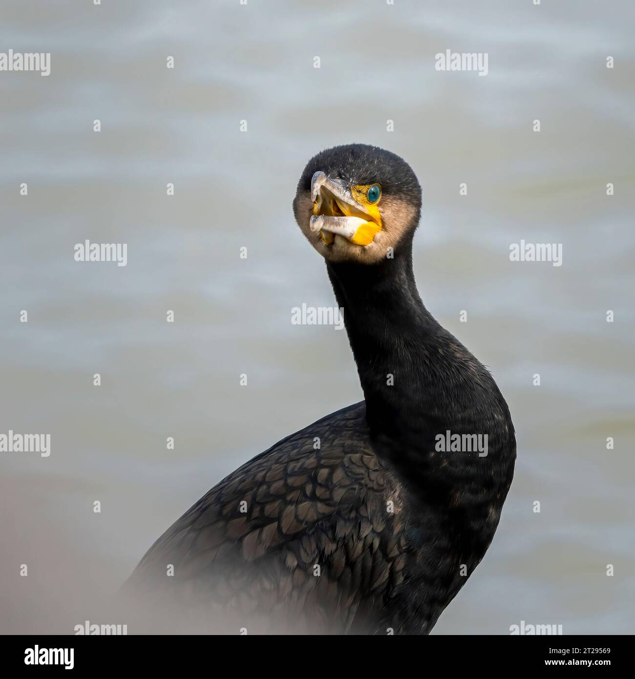 Male black cormorant hi-res stock photography and images - Alamy
