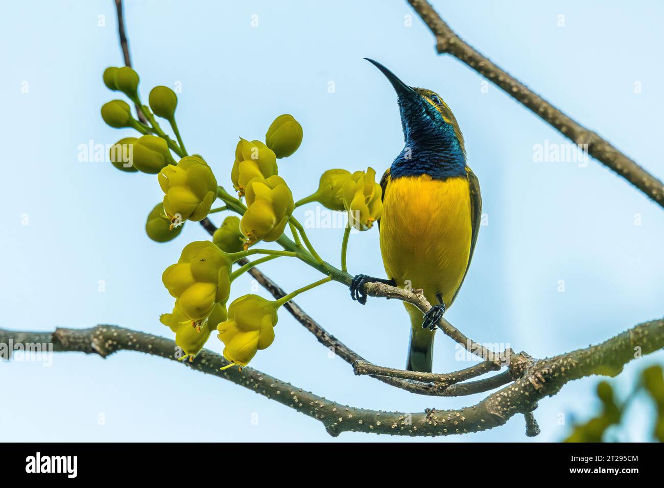 Olive-backed sunbird (Cinnyris jugularis), also known as the yellow ...