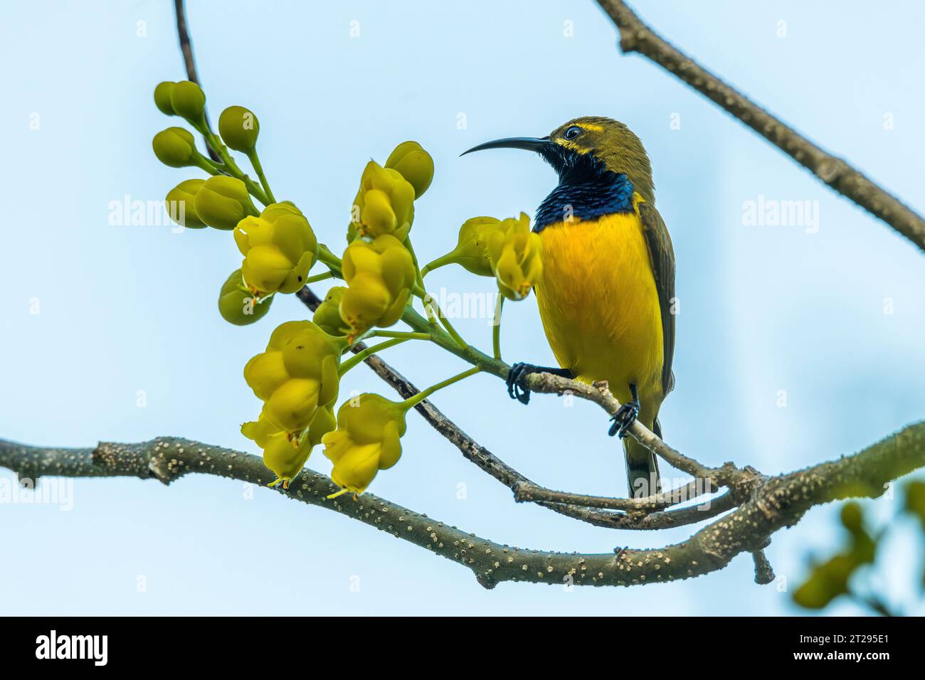 Olive-backed sunbird (Cinnyris jugularis), also known as the yellow ...