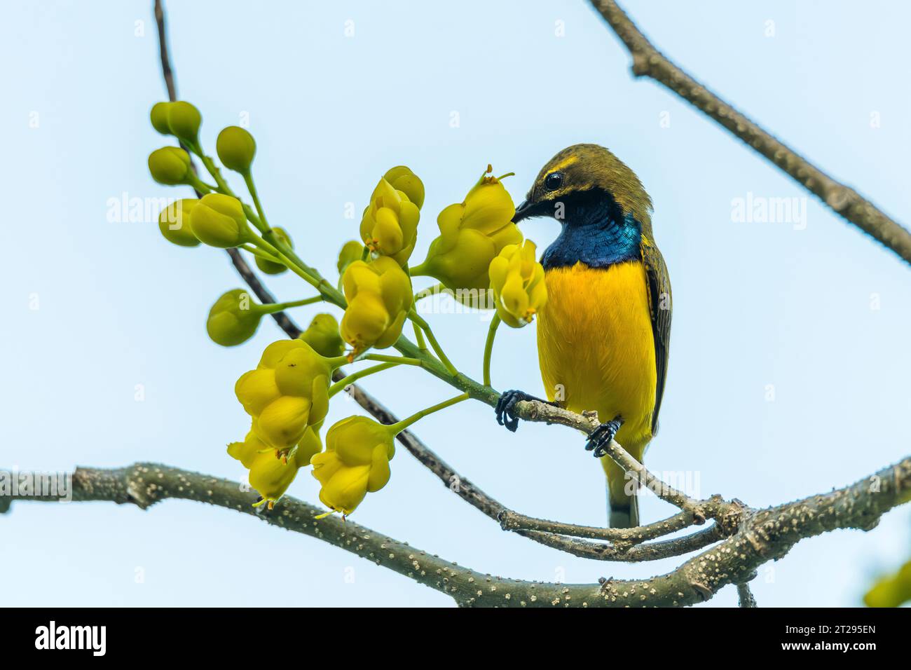 Olive-backed sunbird (Cinnyris jugularis), also known as the yellow ...