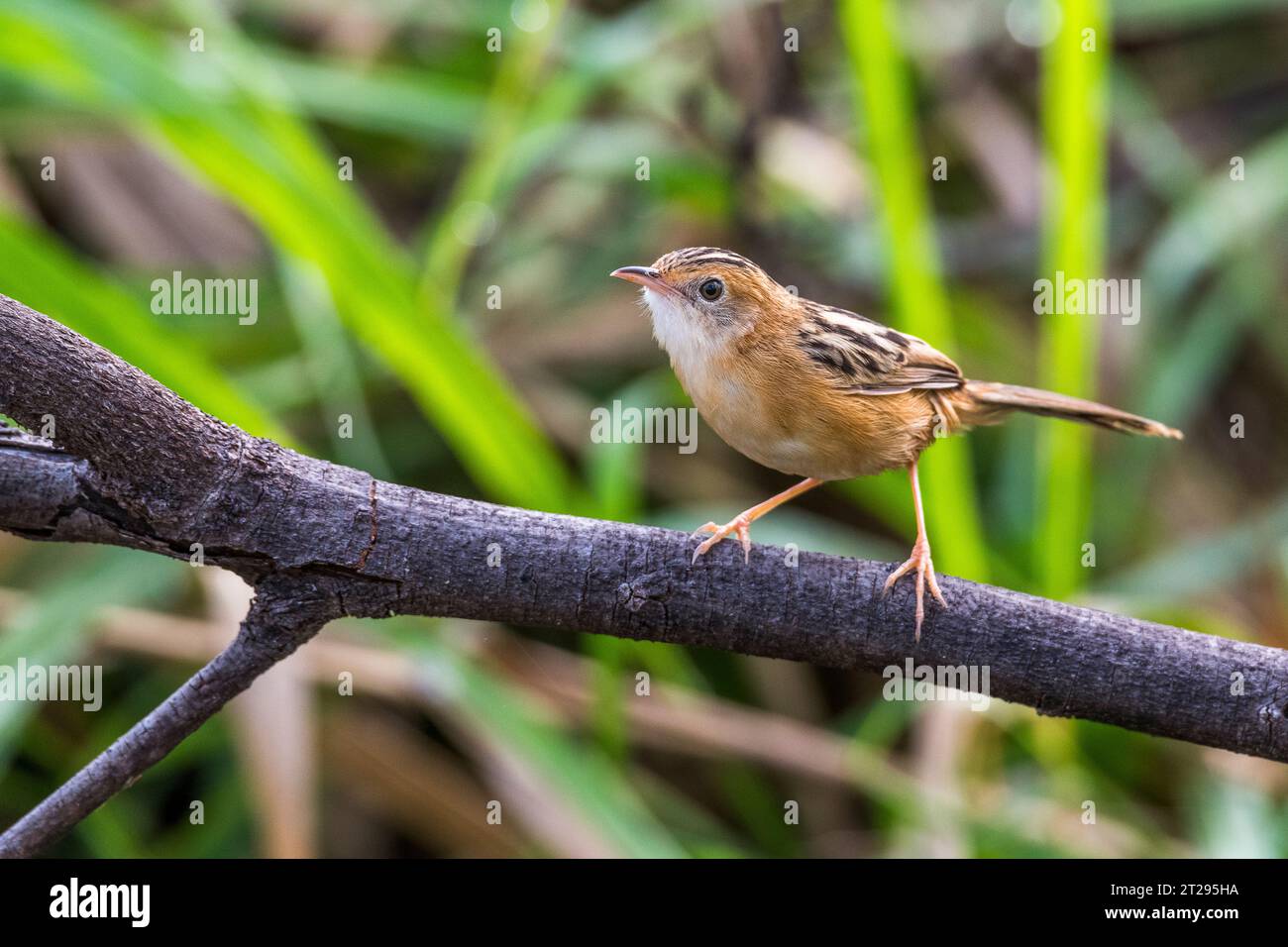 Golden-headed cisticola (Cisticola exilis), also known as the bright-capped cisticola, is a ...