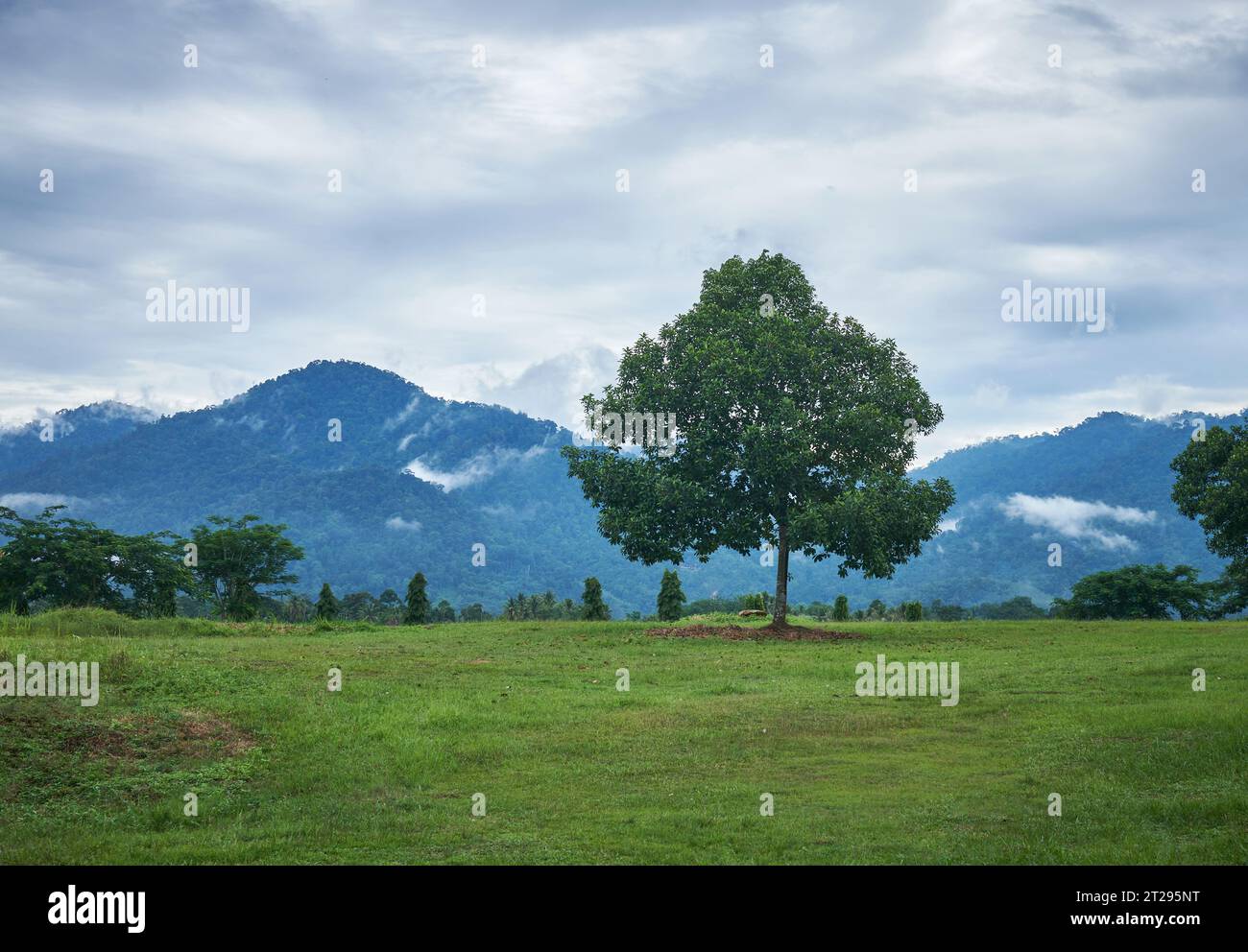 A solitary tree stands gracefully amidst the vast open space, with ...
