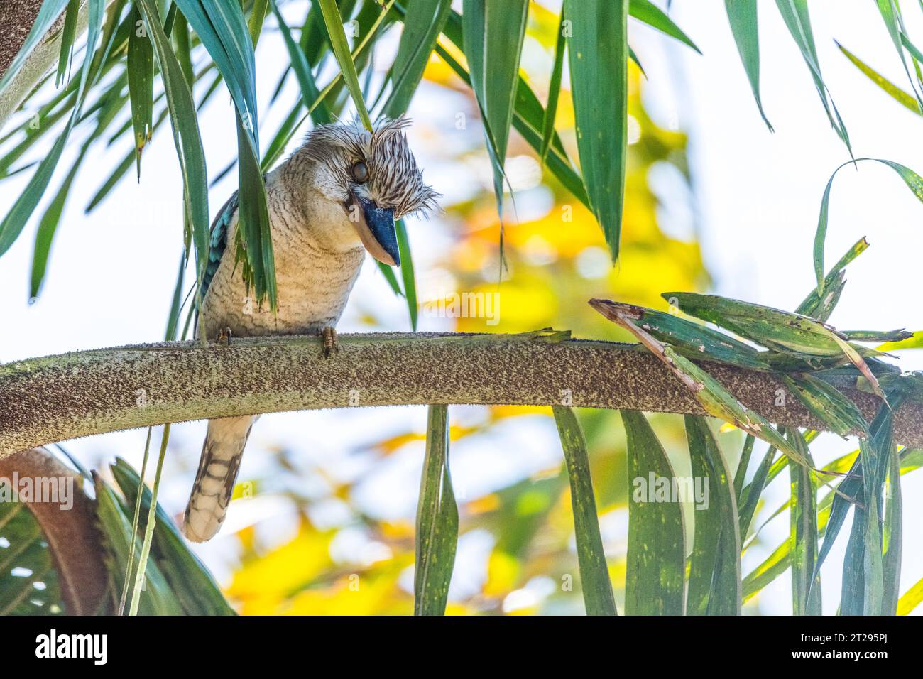 Blue-winged kookaburra (Dacelo leachii) is a large species of ...