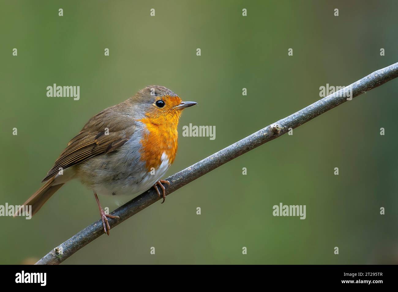 Robin sitting on a perch hi-res stock photography and images - Alamy