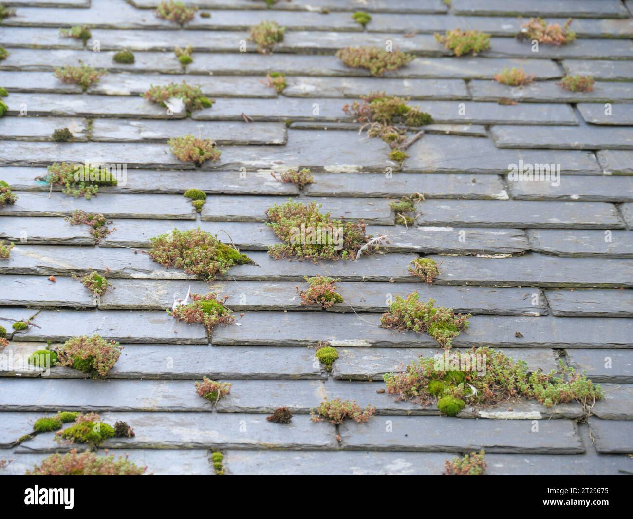 Mosses and other plants growing between the slate shingles of a house ...