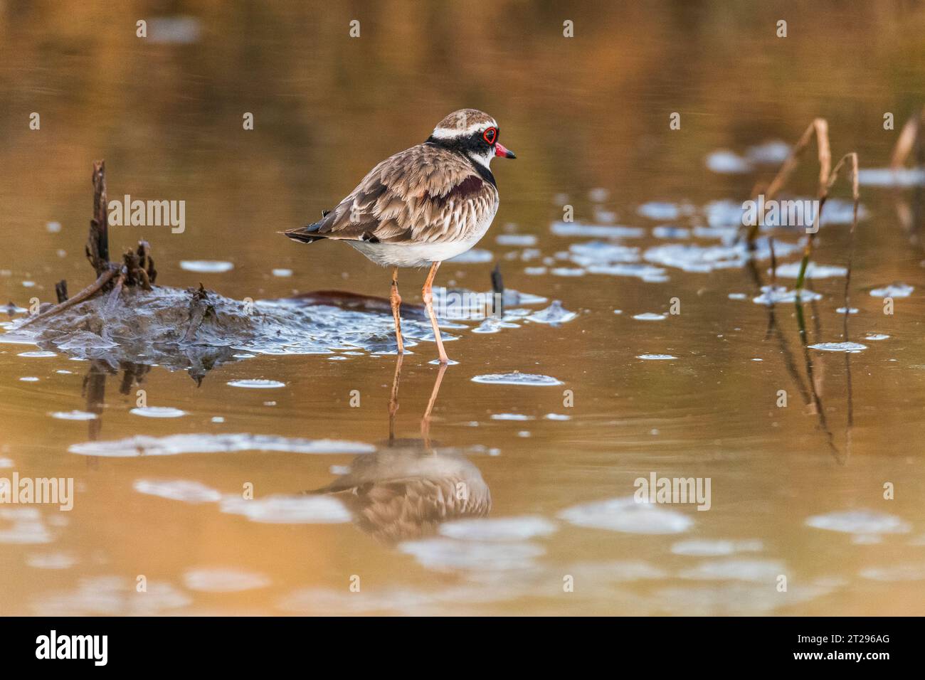 Black-fronted dotterel (Elseyornis melanops) is a small plover wader in ...