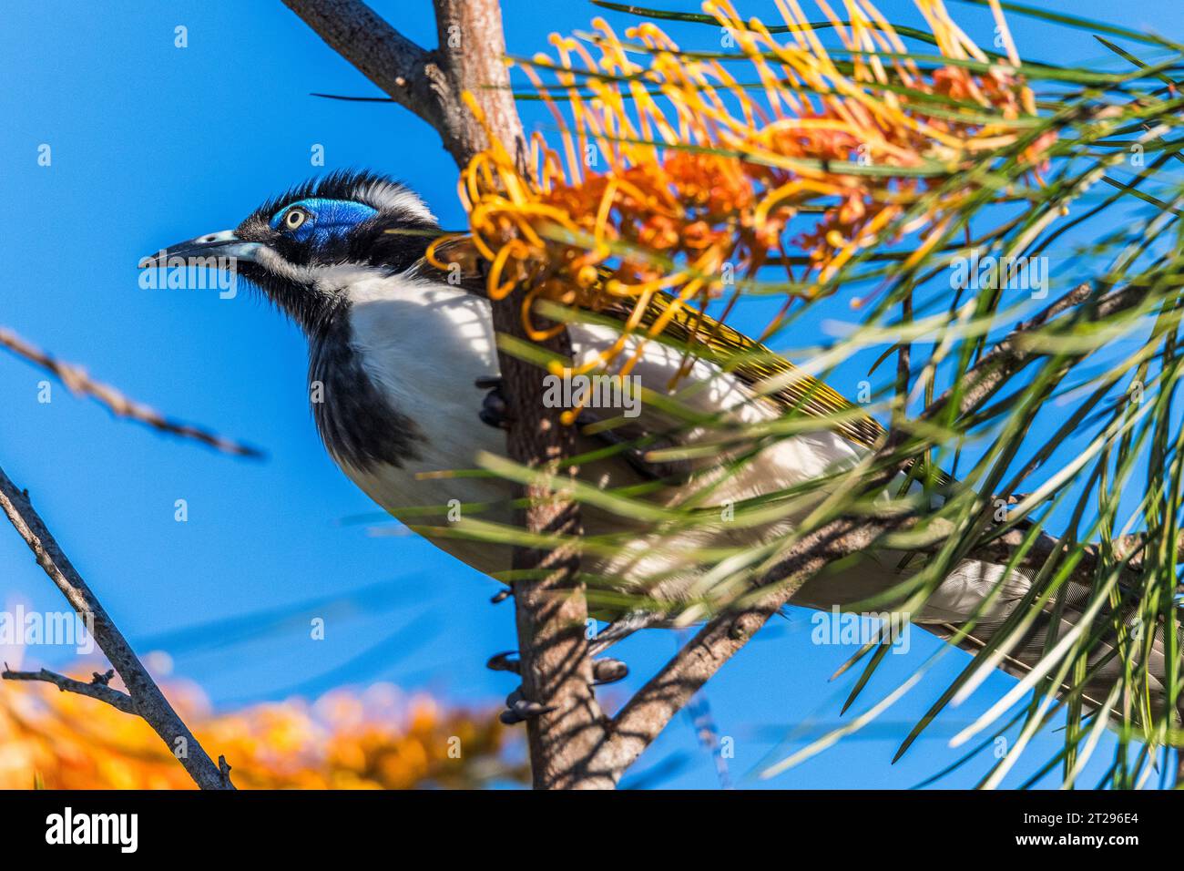 blue-faced honeyeater (Entomyzon cyanotis), also colloquially known as ...