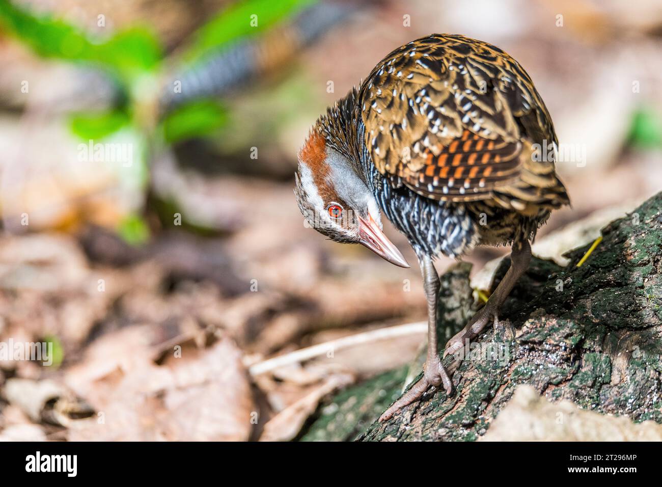 Buff-banded rail (Hypotaenidia philippensis Stock Photo - Alamy