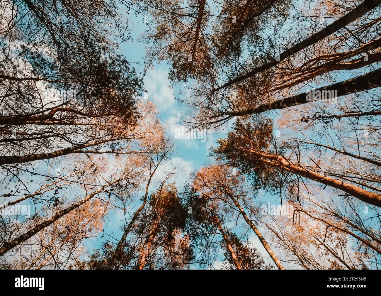 Autumn nature details. Tree tops Stock Photo - Alamy