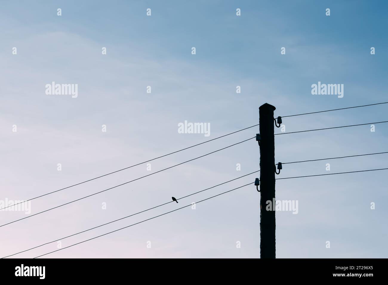 Bird sitting on the electricity cabel Stock Photo - Alamy