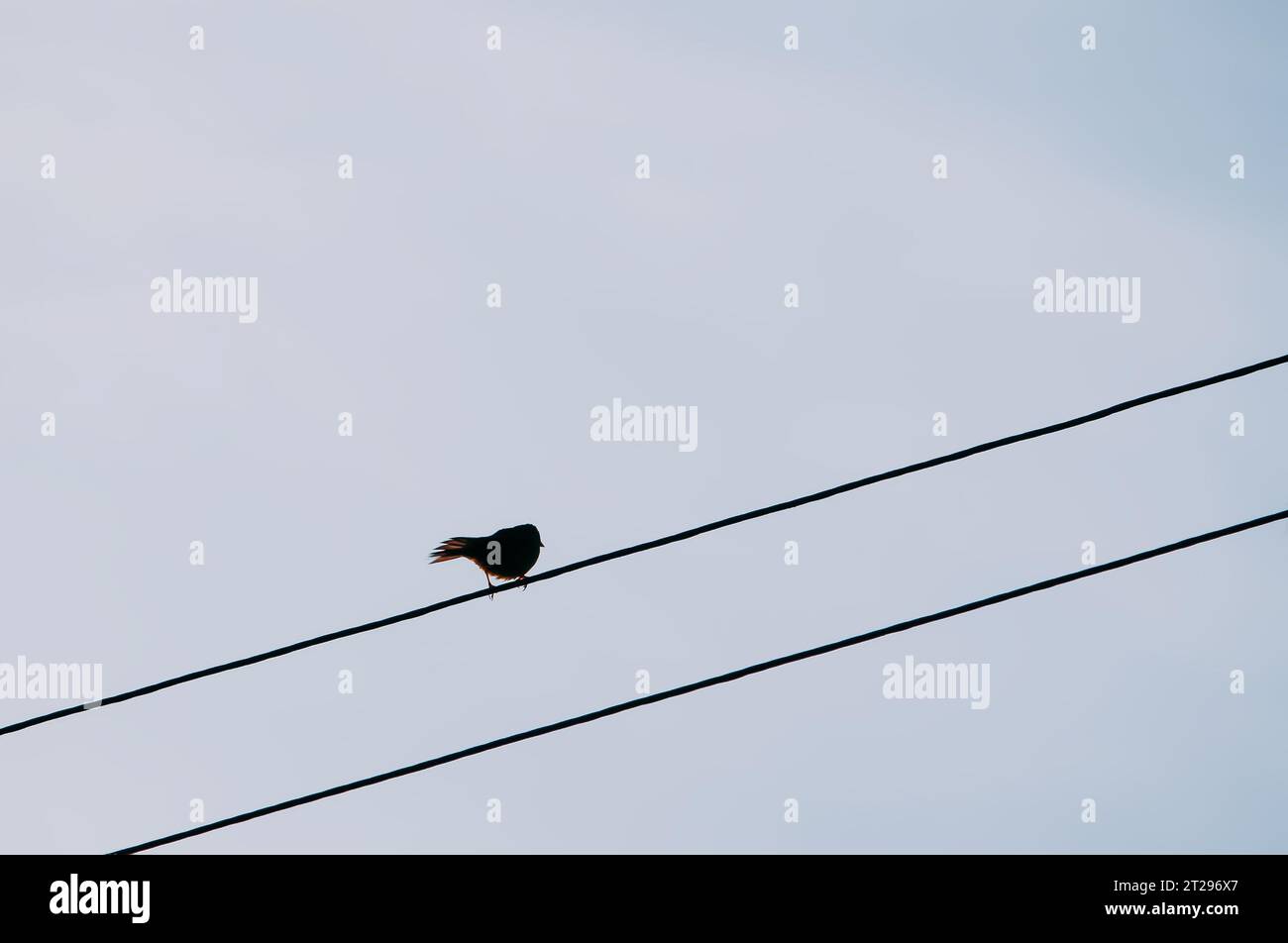 Bird sitting on the electricity cabel Stock Photo - Alamy