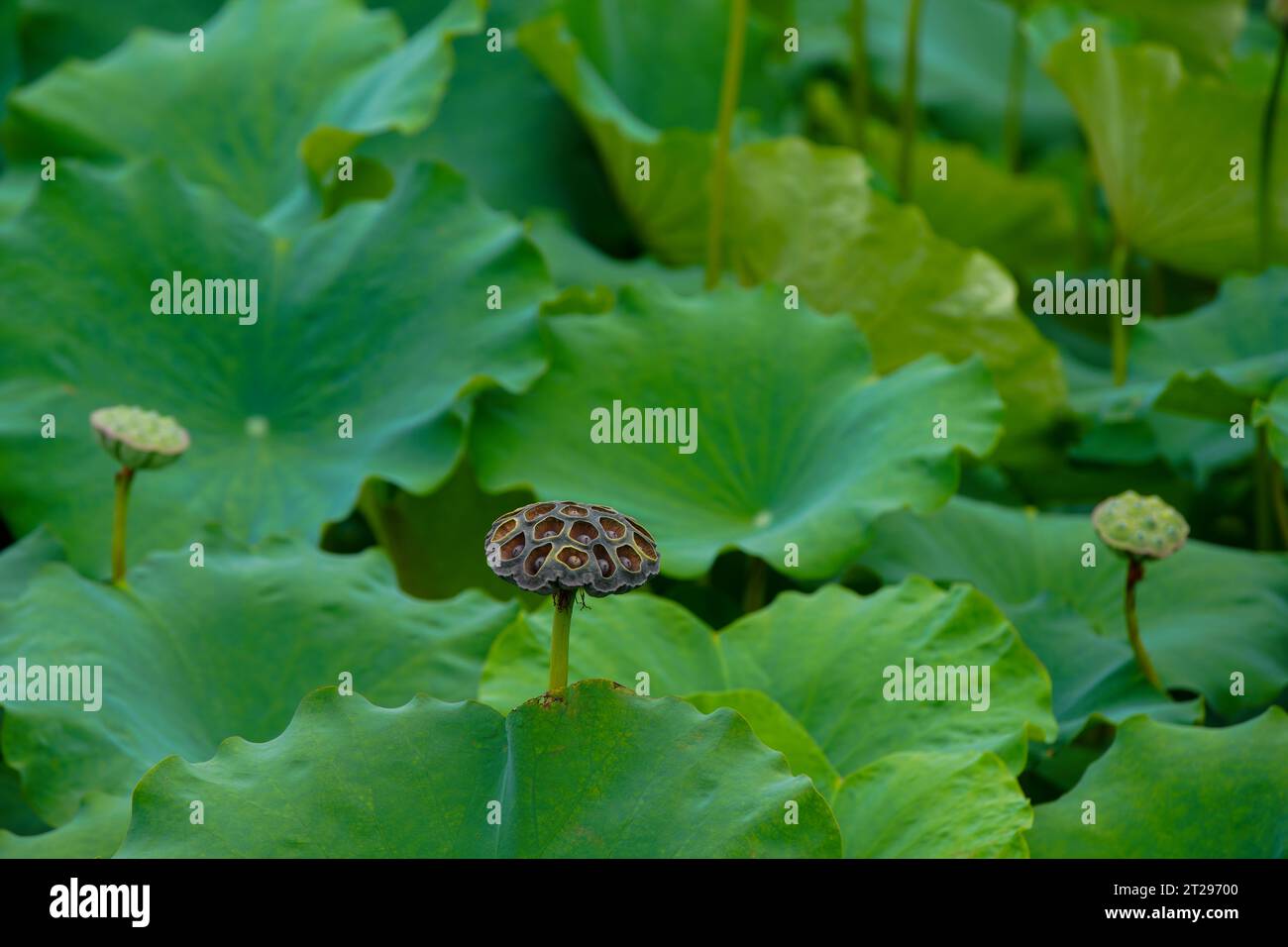 lotus seedpod is in the pond, North China Stock Photo - Alamy