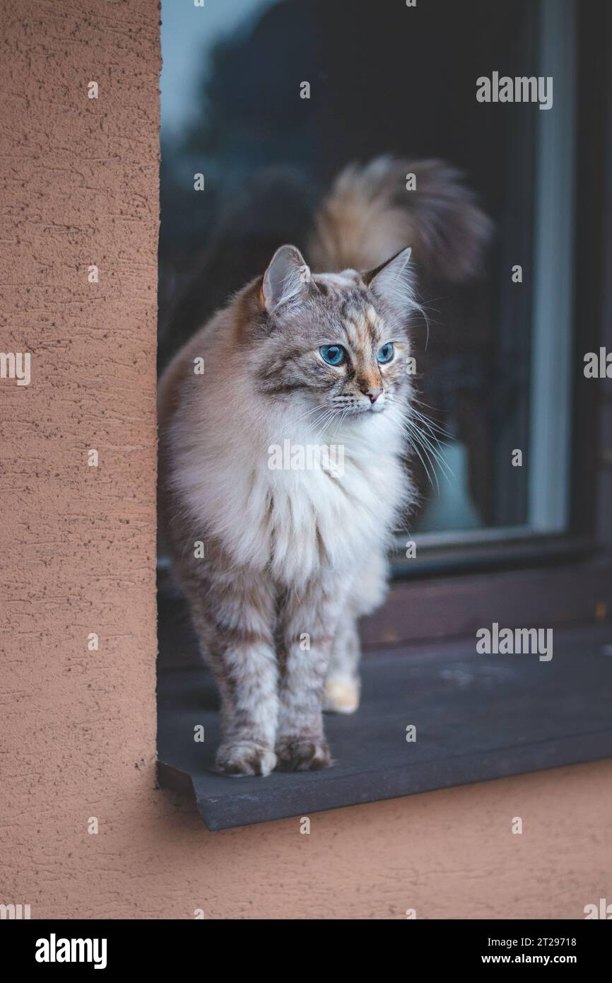 Four-legged, furry princess with blue eyes standing majestically on the ...