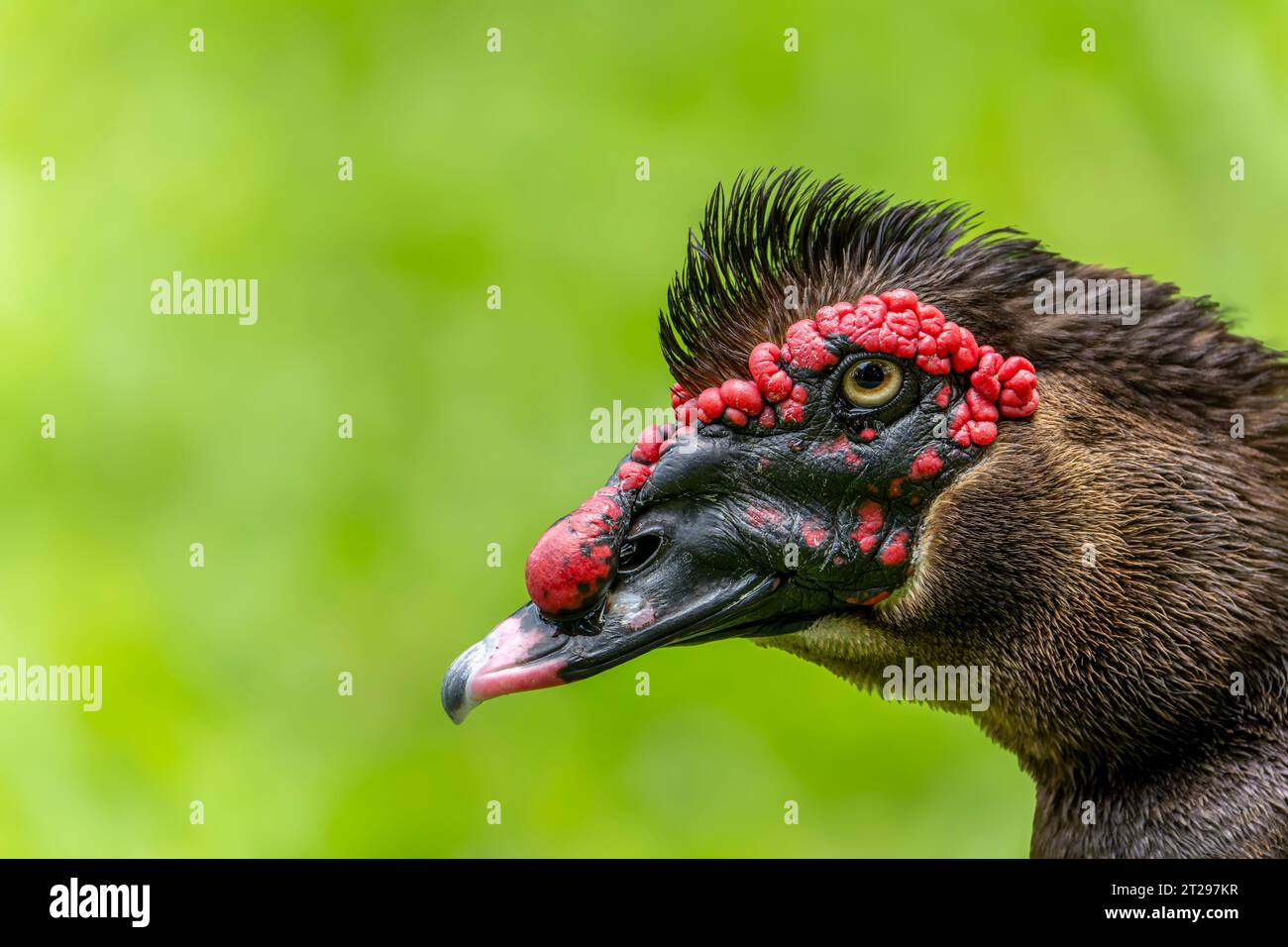Fuller Muscovy Drake portrait of a duck close up Stock Photo - Alamy
