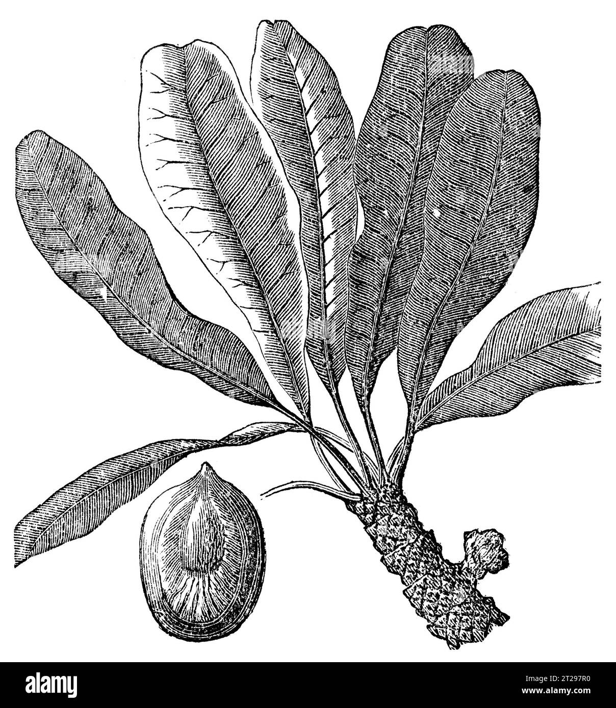 Vitellaria paradox, digitally restored illustration from "The Condensed ...