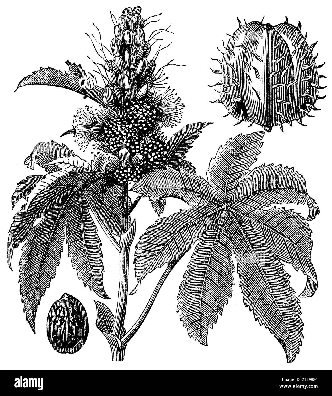 Ricinus communis, digitally restored illustration from "The Condensed ...