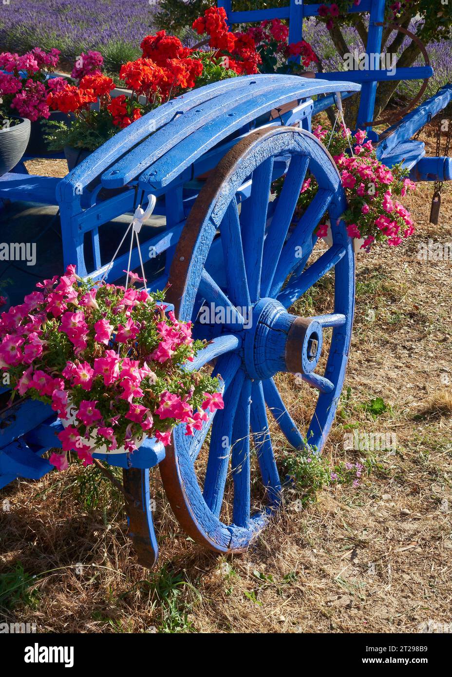 Old blue, French Hay Cart with Hanging baskets of Flowers in Castellane ...
