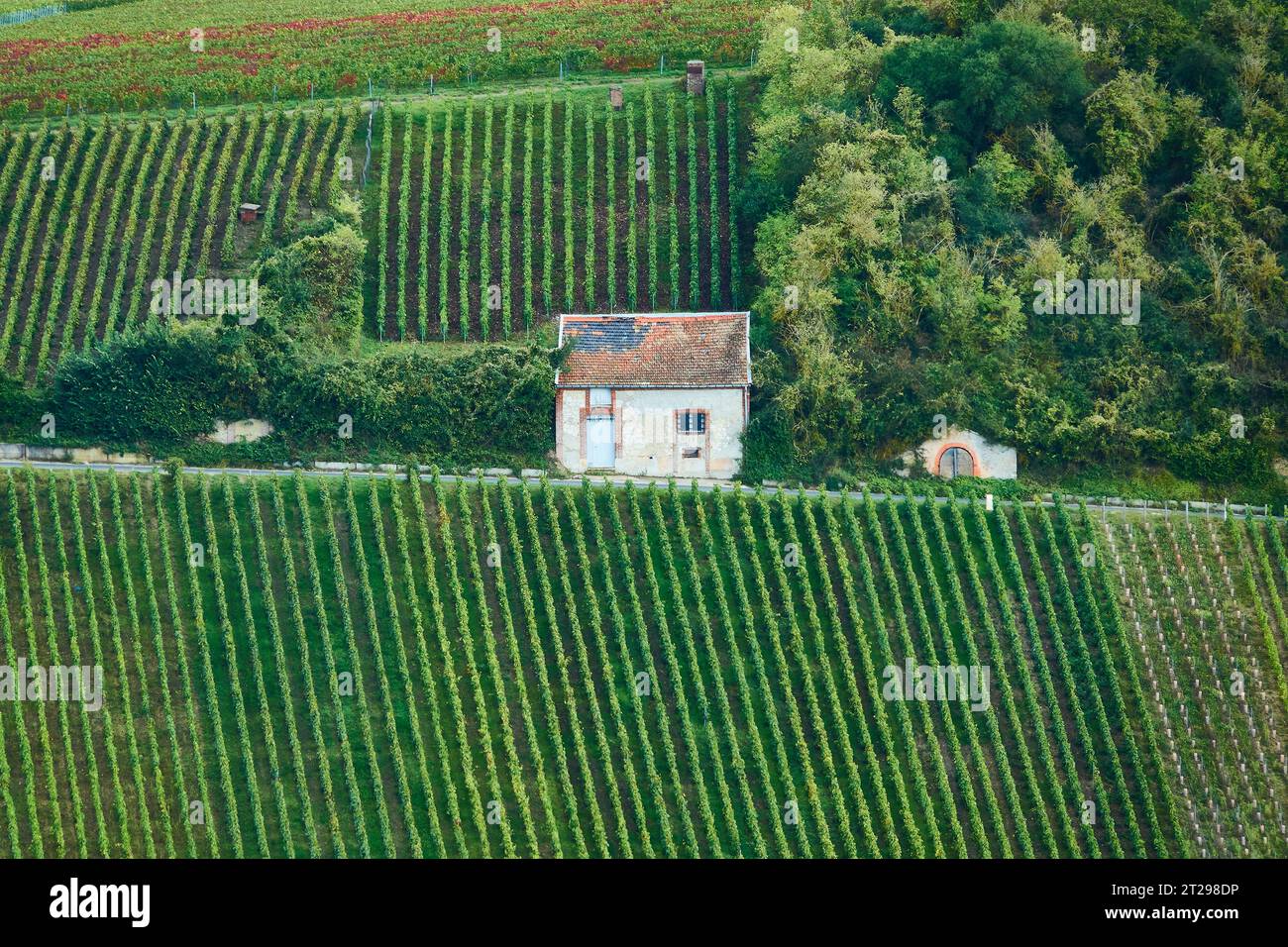 Vineyards of Joseph Perrier next to the River Marne in the Champagne ...