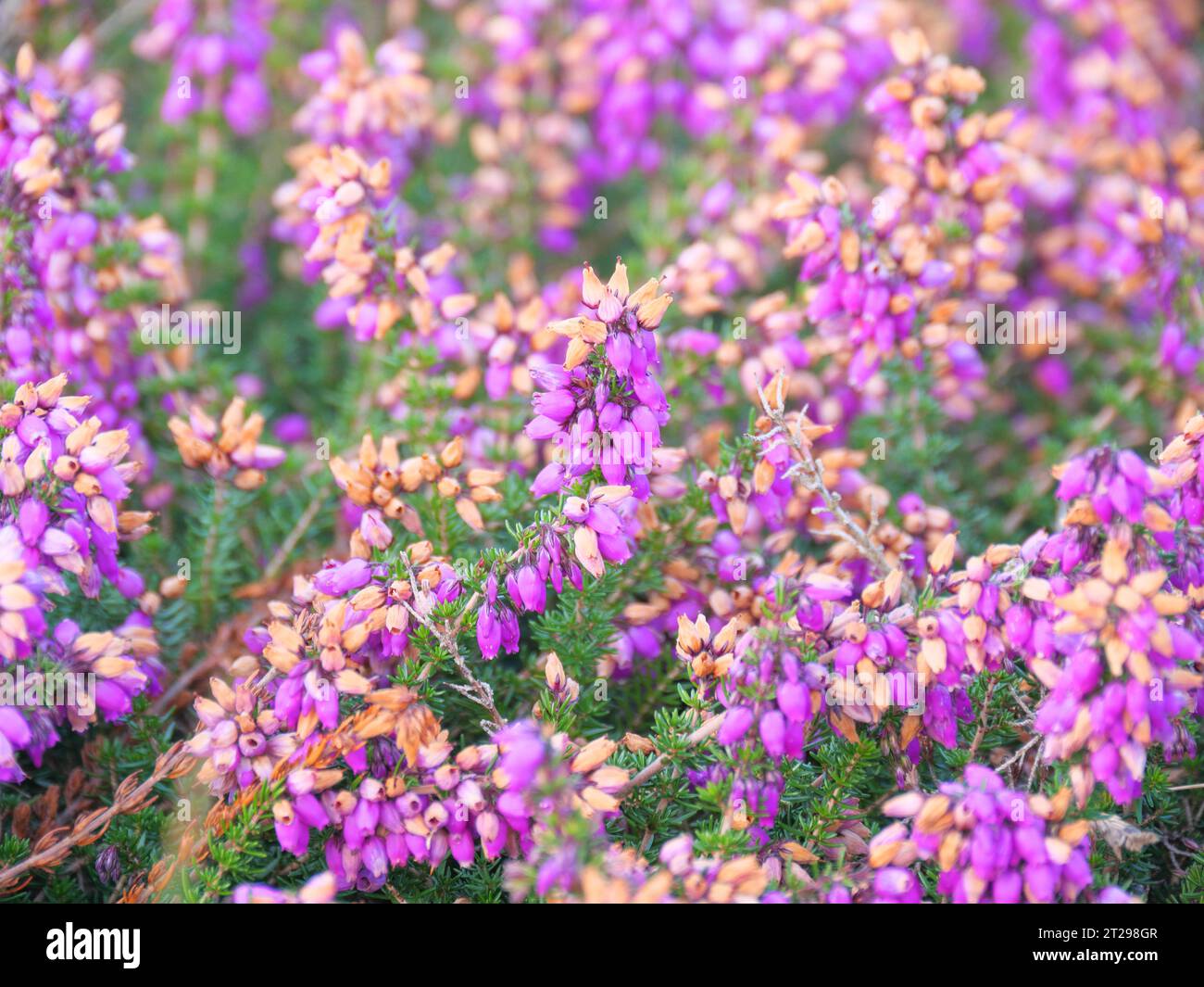Vegetation with heather and Ulex gallii - Western Gorse at the cliffs ...