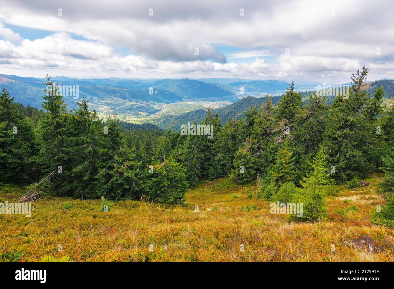 mountainous landscape in autumn. spruce trees on the grassy hills ...