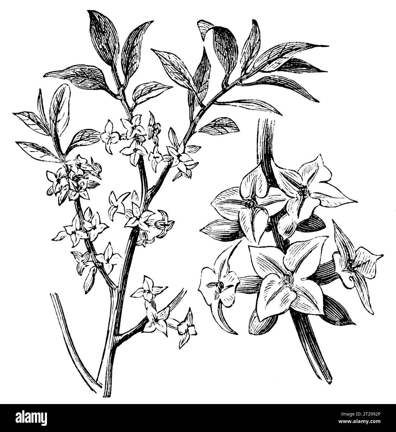 Spurge laurel botanical illustration Black and White Stock Photos ...