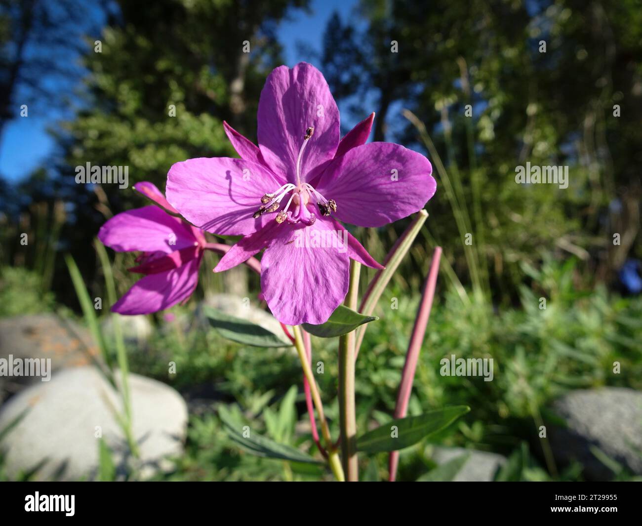 Dwarf fireweed chamaenerion latifolium hi-res stock photography and images - Alamy