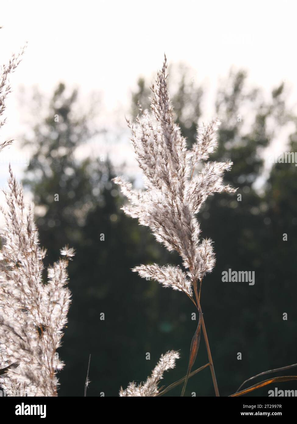 Reed stalks and fruits in the back light in the evening sun Stock Photo ...