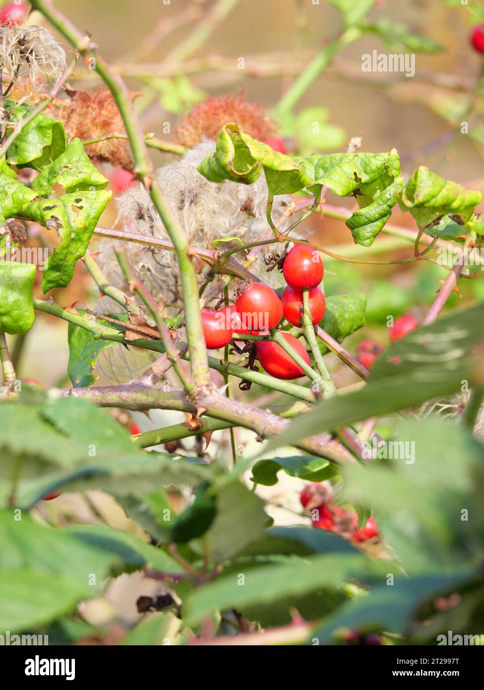 Ripe red rosehip of a wild rose Rosa canina in autumn Stock Photo - Alamy