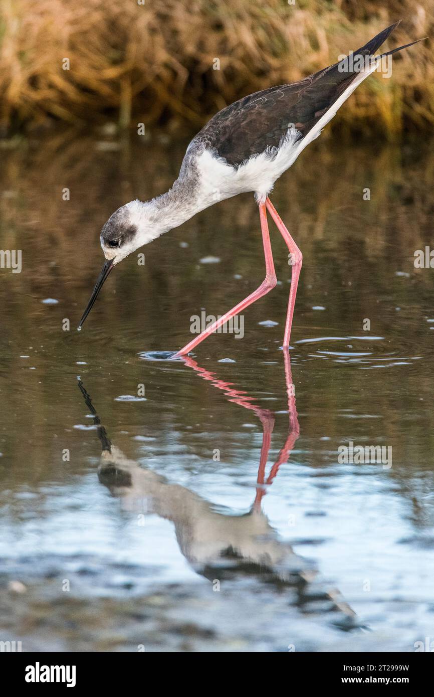 pied stilt (Himantopus leucocephalus), also known as the white-headed ...