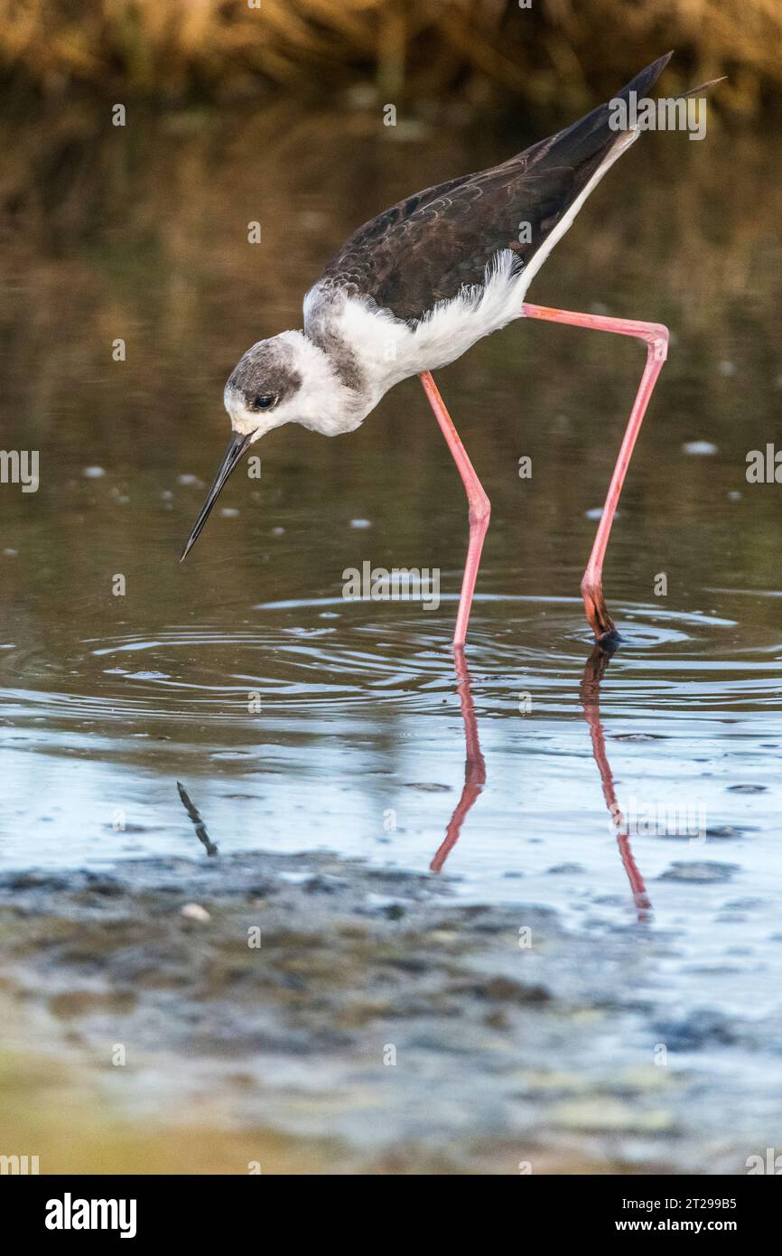 pied stilt (Himantopus leucocephalus), also known as the white-headed ...