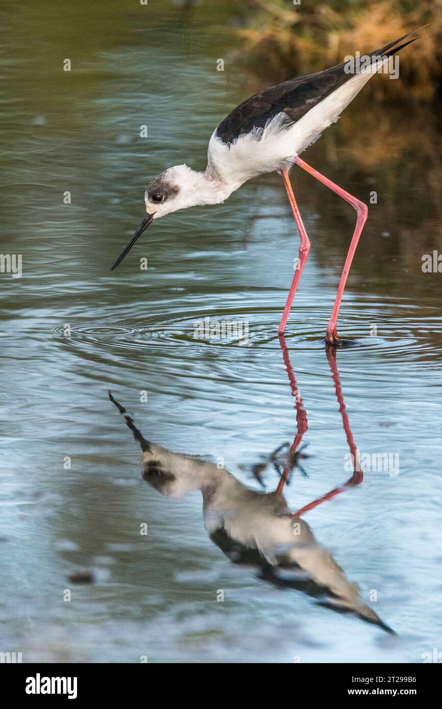 pied stilt (Himantopus leucocephalus), also known as the white-headed ...