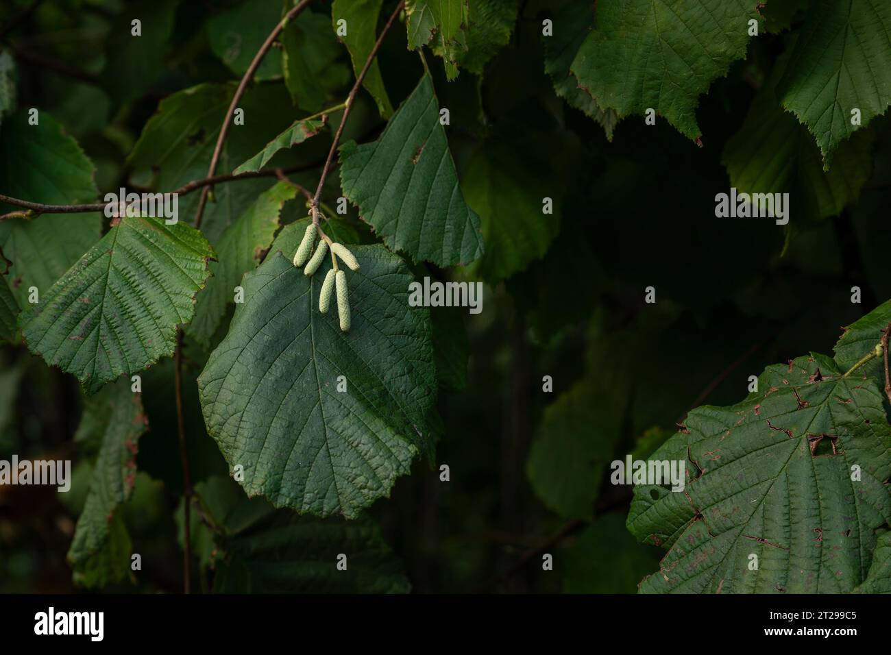 Tiny immature hazel (Corylus avellana) catkins and green leaves in ...