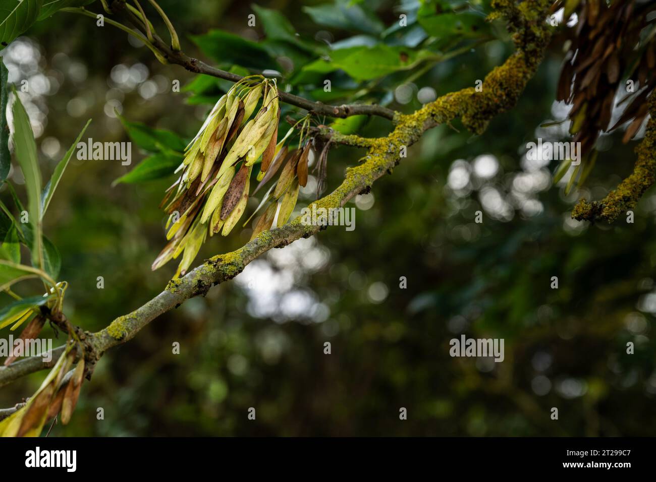 Ash keys, the seed pods of an ash tree in October in woodland near ...