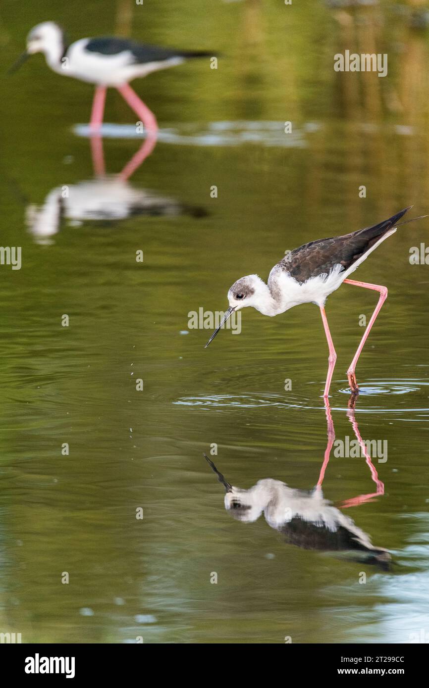 pied stilt (Himantopus leucocephalus), also known as the white-headed ...