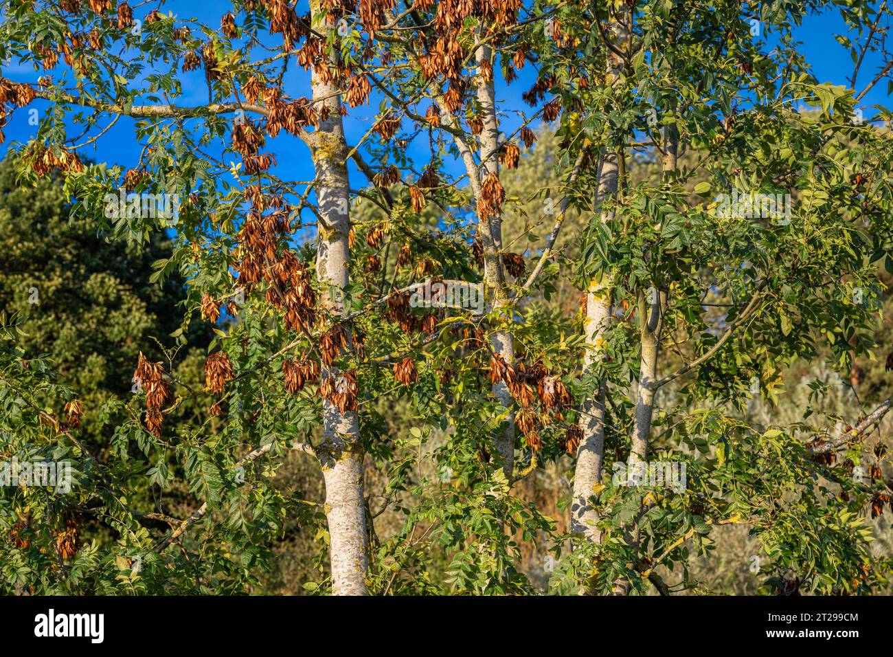 Ash keys, the seed pods of an ash tree in October in woodland near ...