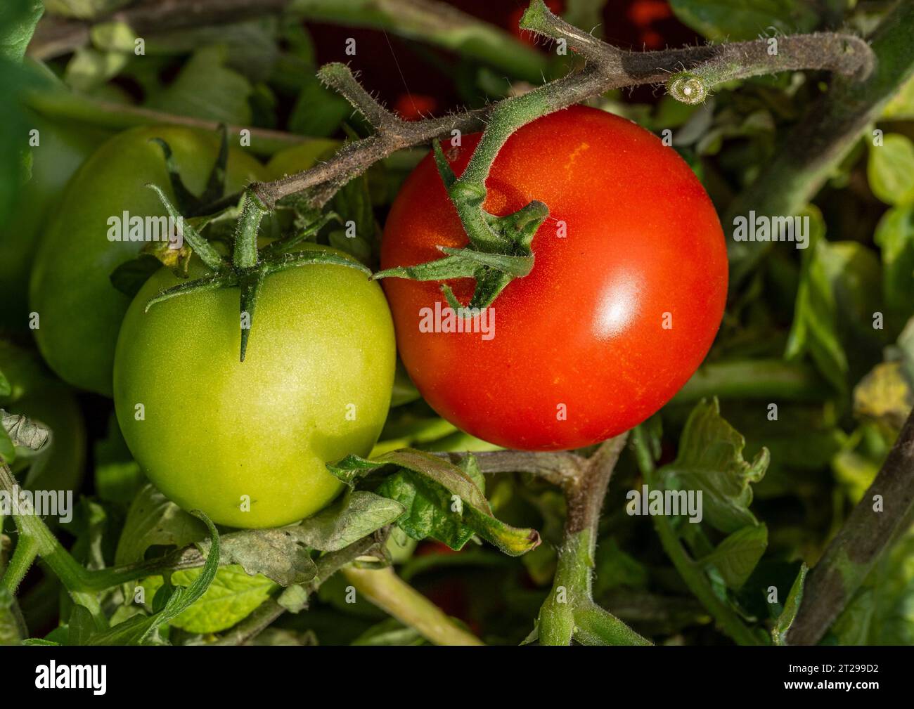 Ripe red and unripe green homegrown tomatoes on tomato plant growing ...