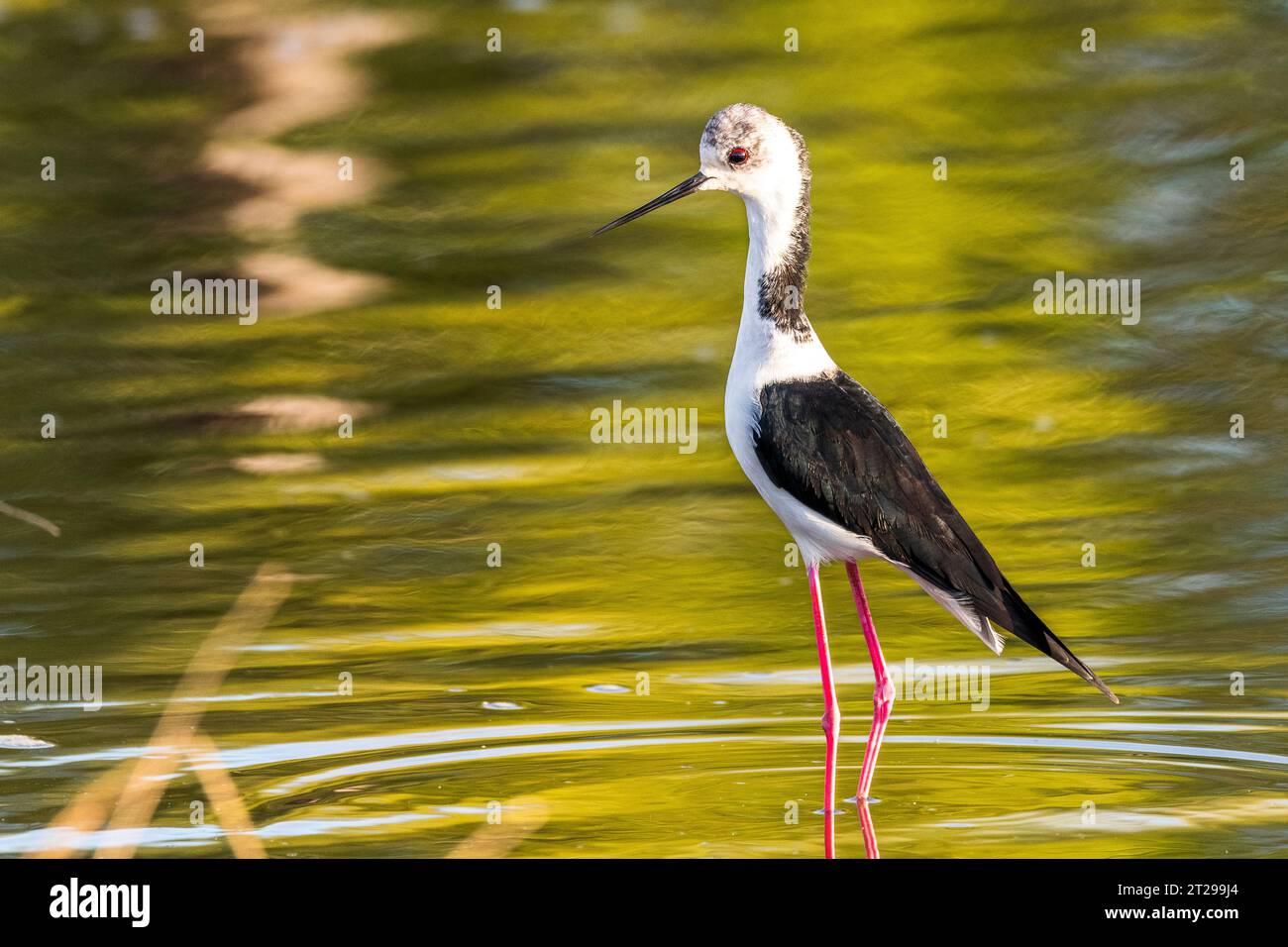 pied stilt (Himantopus leucocephalus), also known as the white-headed ...