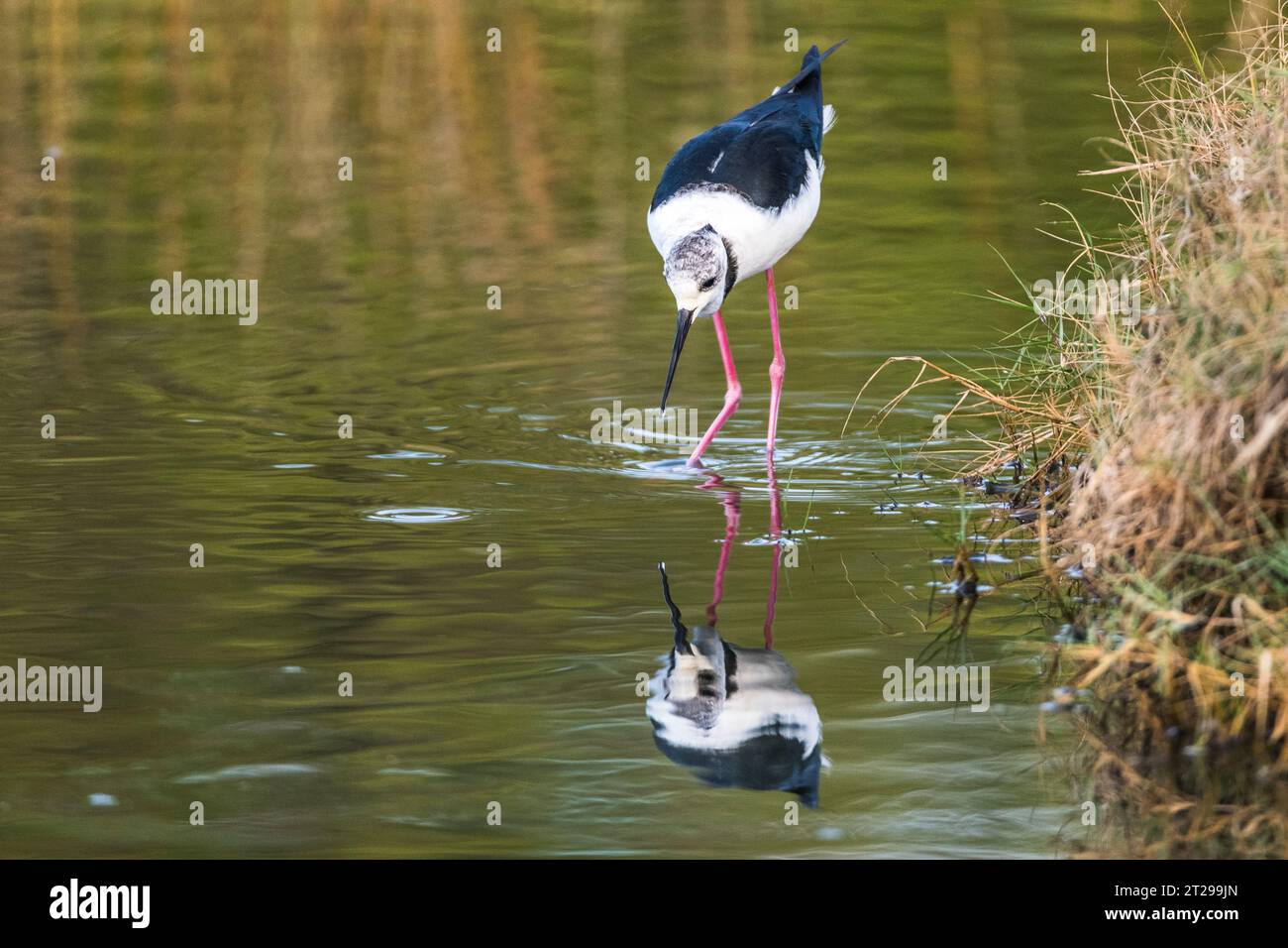 pied stilt (Himantopus leucocephalus), also known as the white-headed ...