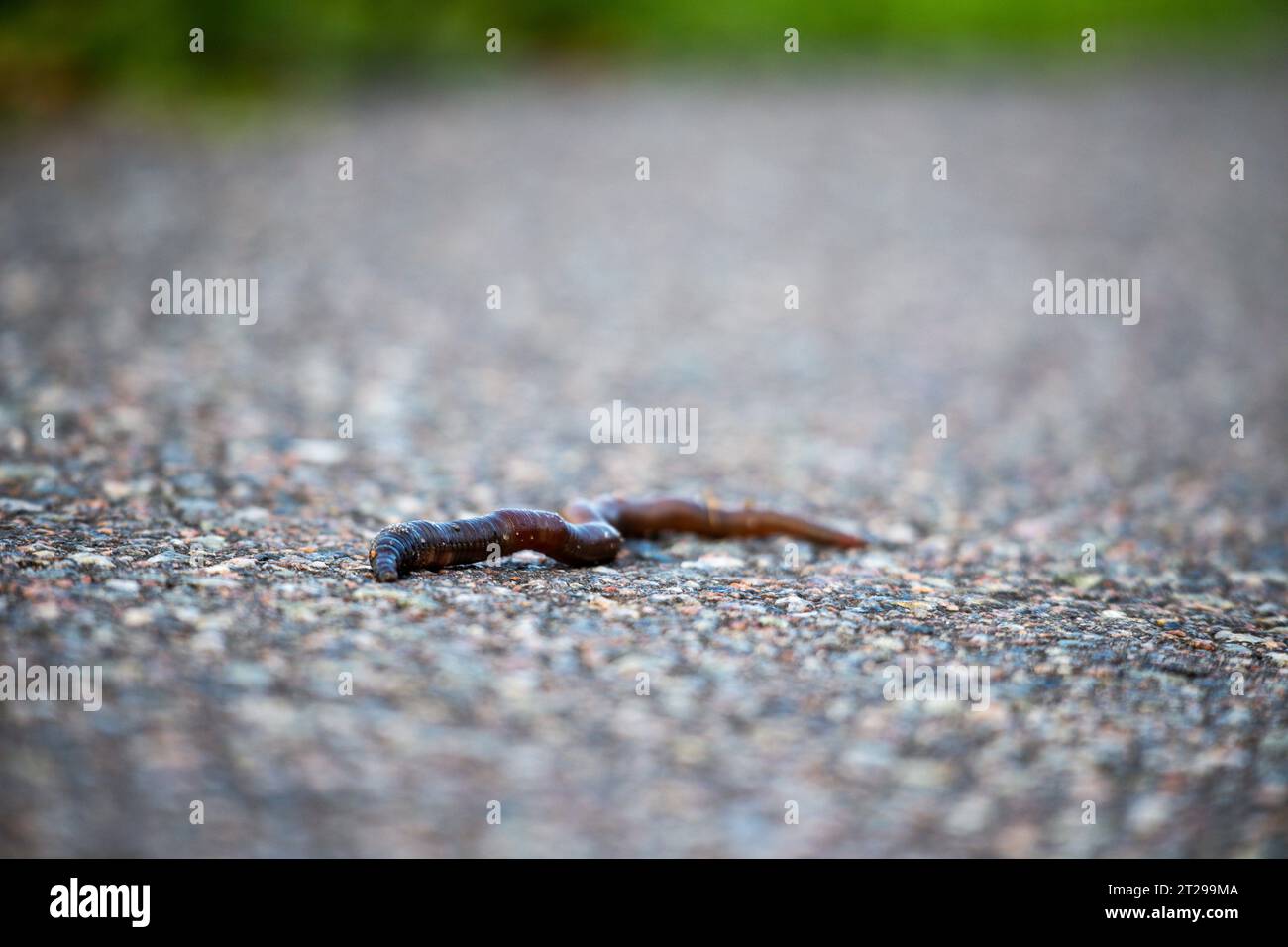 Brown earthworm on gray asphalt Stock Photo - Alamy