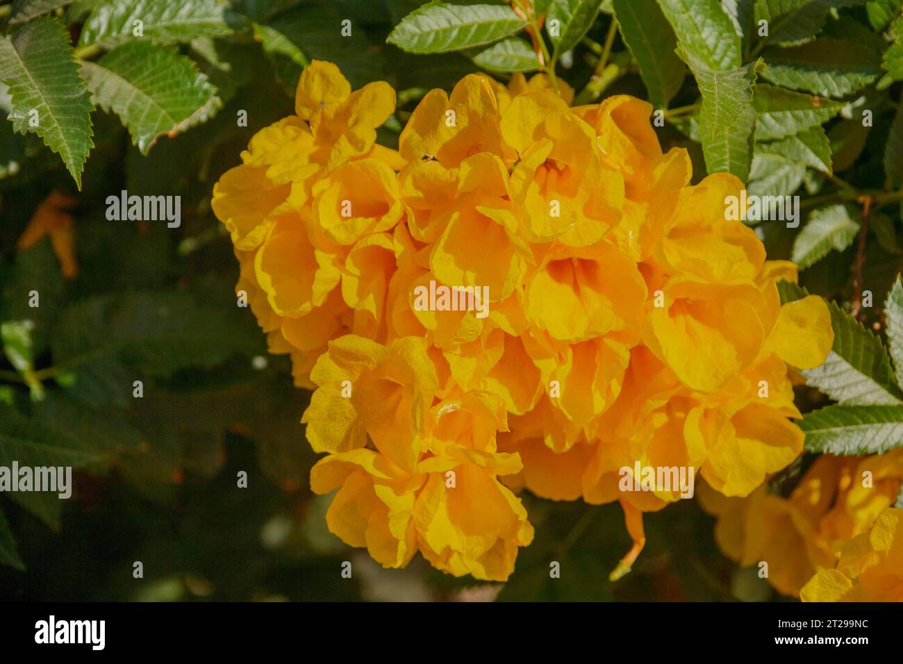 Tecoma stans yellow trumpet hi-res stock photography and images - Alamy