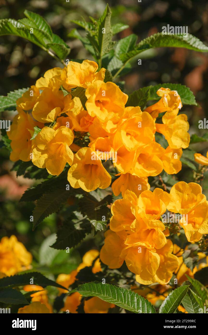 Ginger thomas hi-res stock photography and images - Alamy