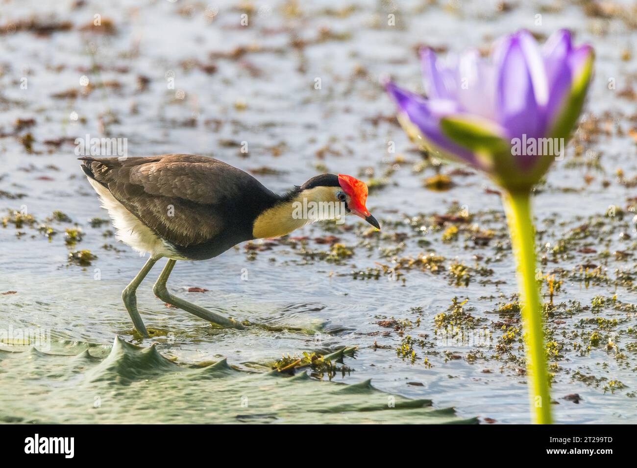 comb-crested jacana (Irediparra gallinacea), also known as the ...