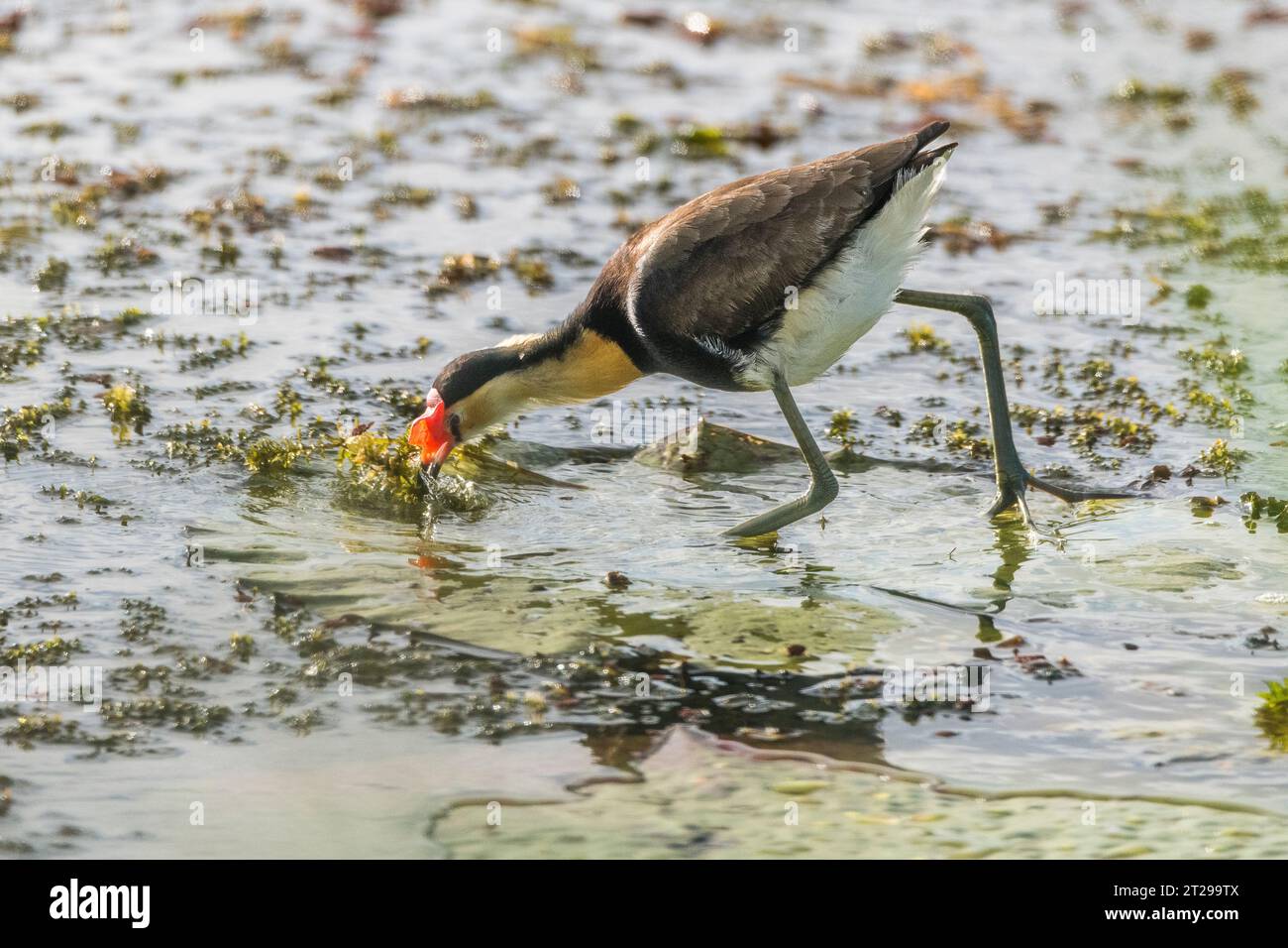 comb-crested jacana (Irediparra gallinacea), also known as the ...