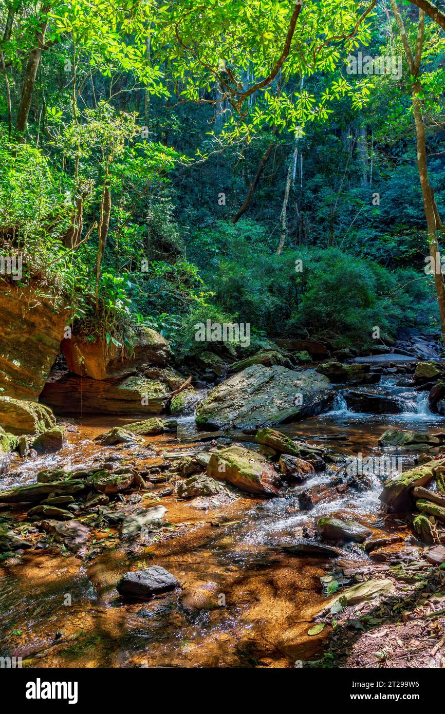 Dense rainforest vegetation crossed by the river amidst the rocks in ...
